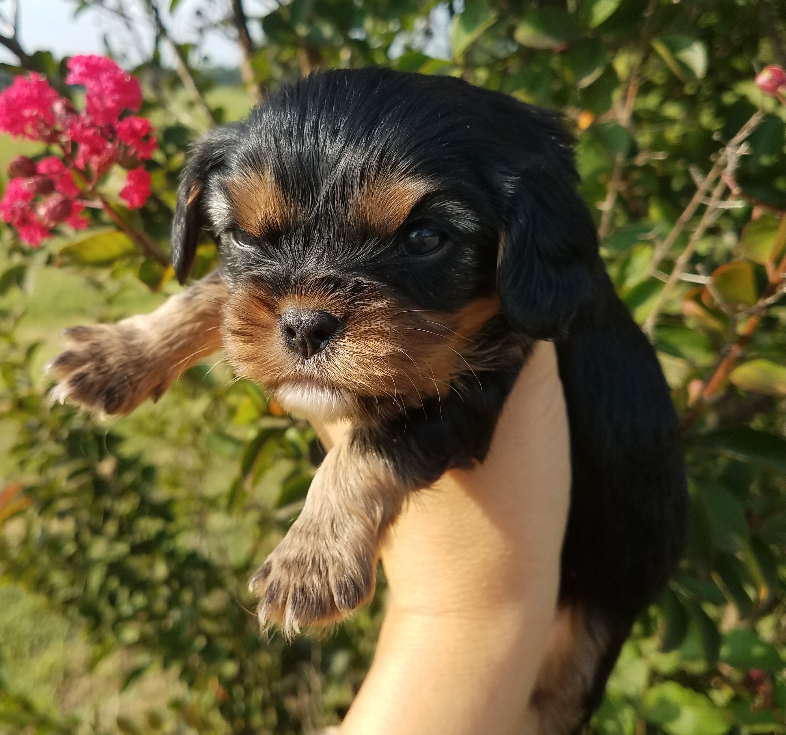 Cavaliers for the King