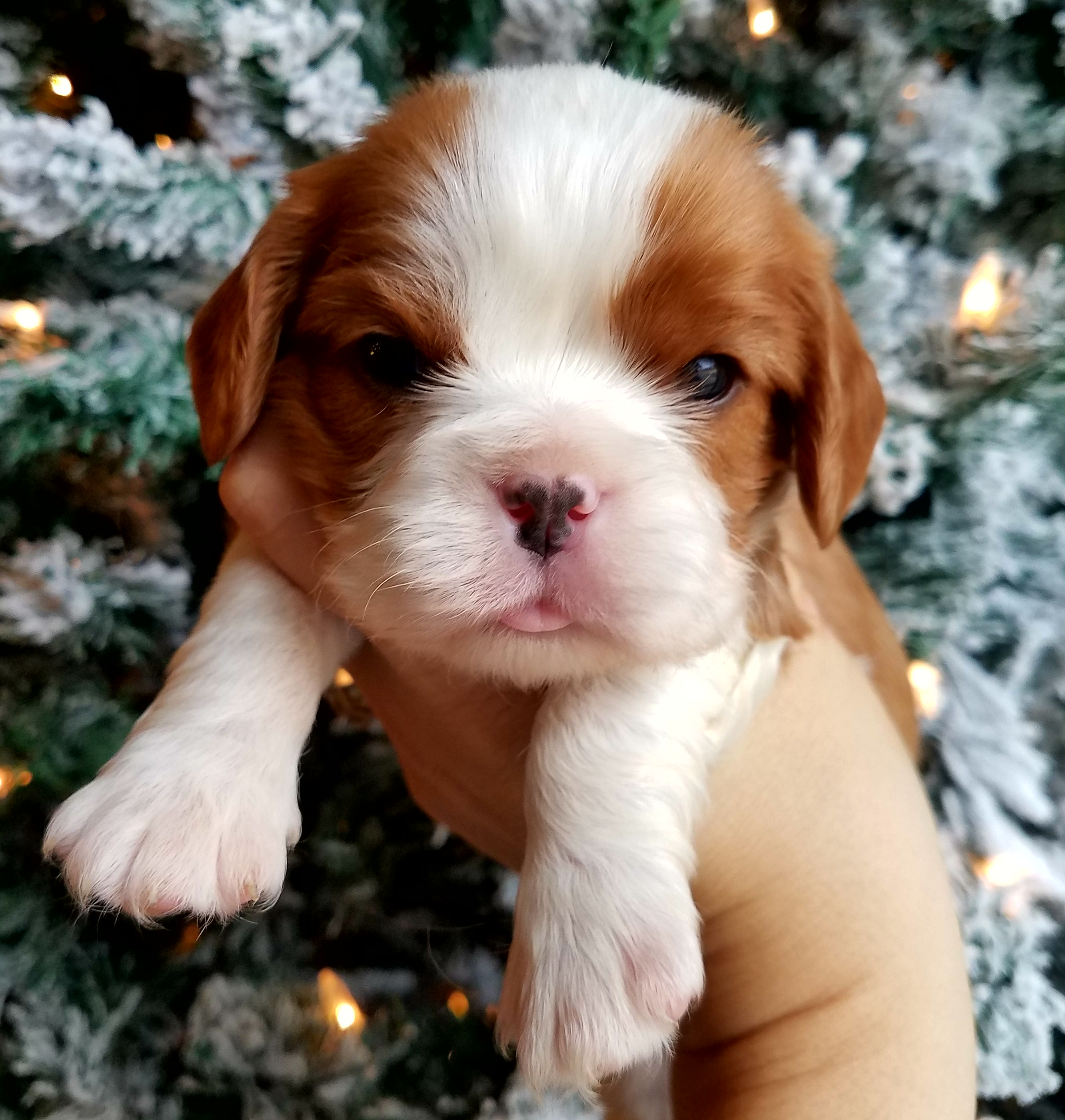 Cavaliers for the King