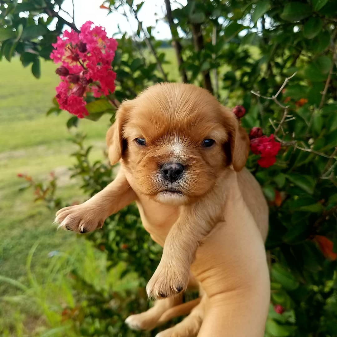 Cavaliers for the King