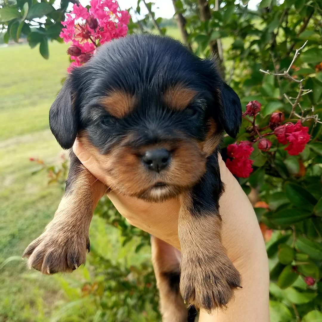 Cavaliers for the King